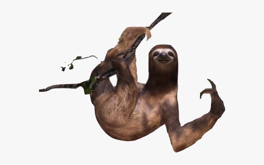 Sloth Png Transparent Images - Sloth Transparent Png, Png Download ...
