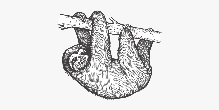 Three Toed Sloth Drawing