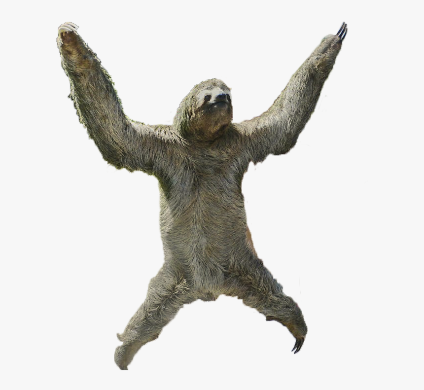 Three Toed Sloth No Background , Transparent Cartoons - Sloth Png, Png ...