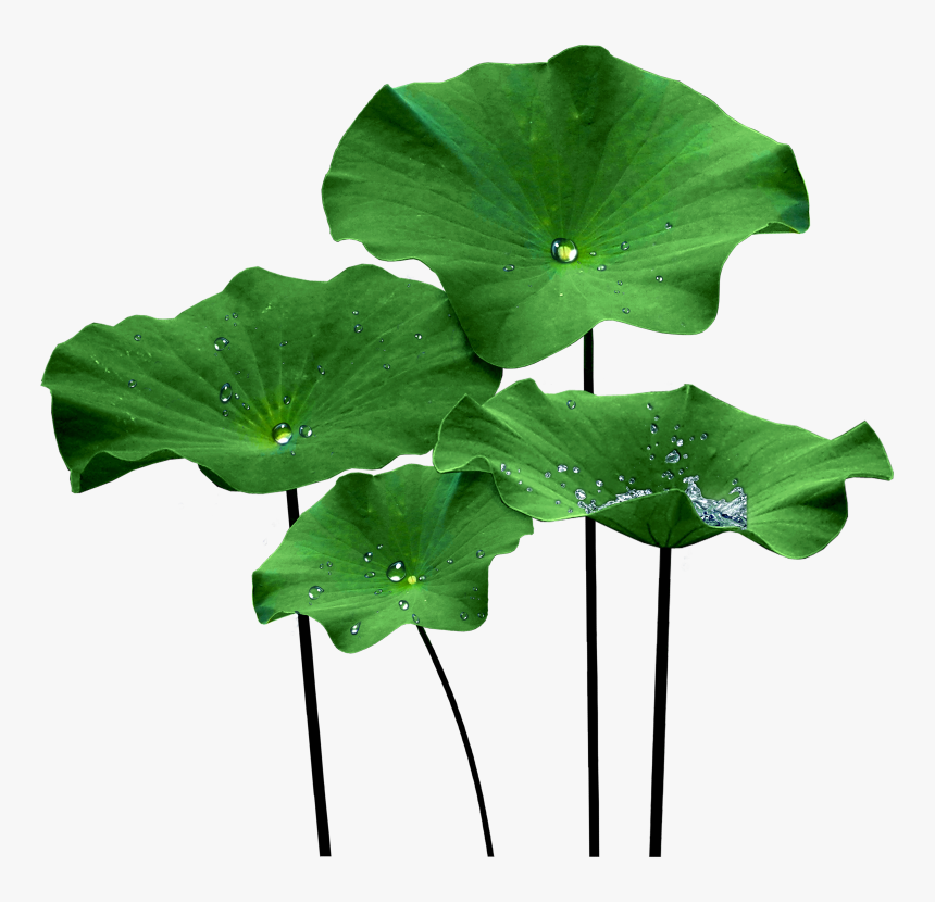 Lotus Leaf Png - Lotus Flower Leaf Png, Transparent Png , Transparent ...