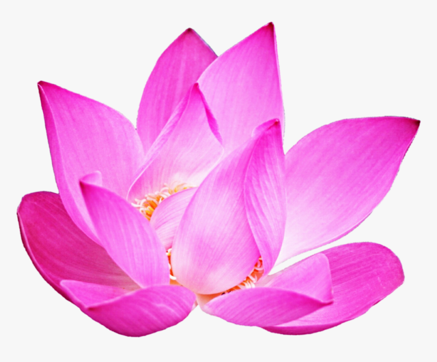 Transparent Lotus Png - Nymphaea Nelumbo, Png Download , Transparent ...