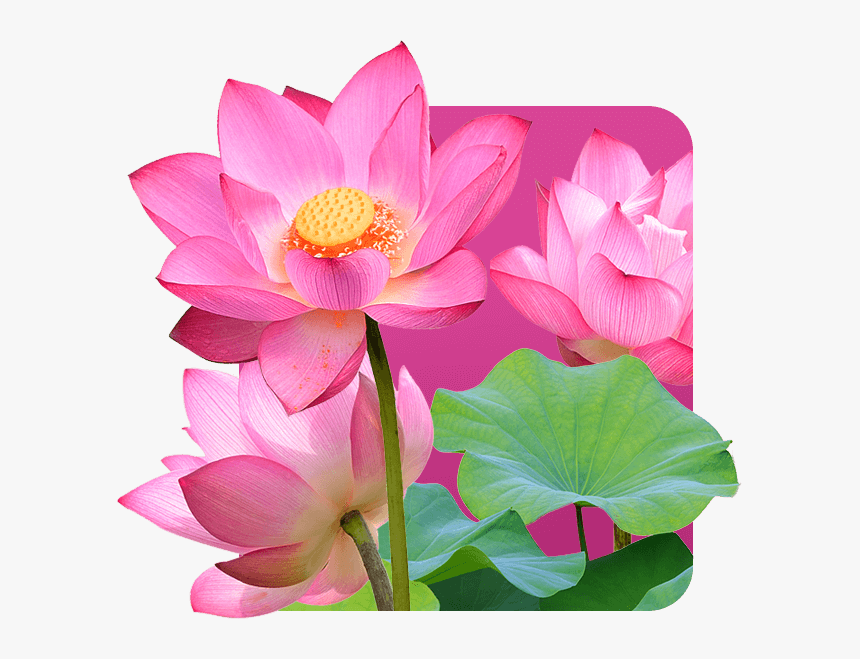 Sacred Lotus, HD Png Download , Transparent Png Image - PNGitem