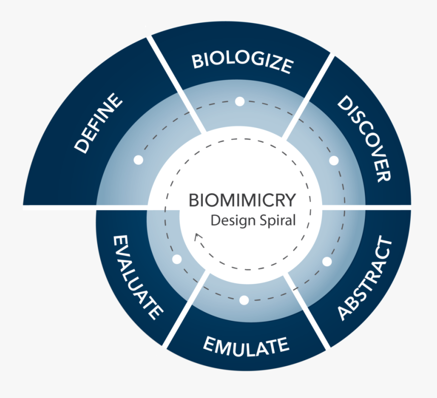 Biomimicry Design Spiral, HD Png Download , Transparent Png Image - PNGitem