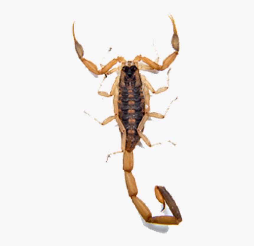 Scorpion Png Free Download - Transparent Background Scorpion Png, Png ...