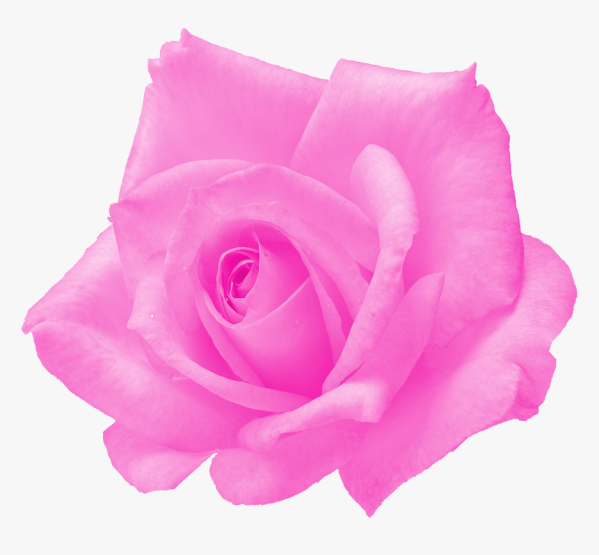 Transparent Pink Roses, HD Png Download , Transparent Png Image - PNGitem