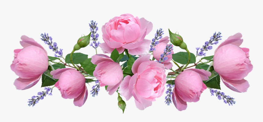 Lavender Roses Png, Transparent Png , Transparent Png Image - PNGitem
