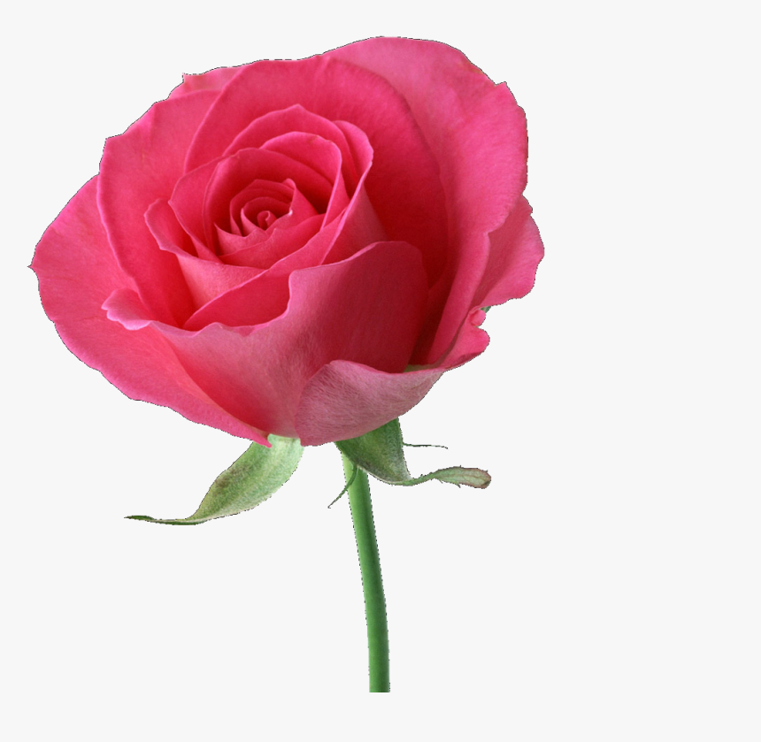 Transparent Pink Rose Png - Beautiful Pink Rose Hd, Png Download ...