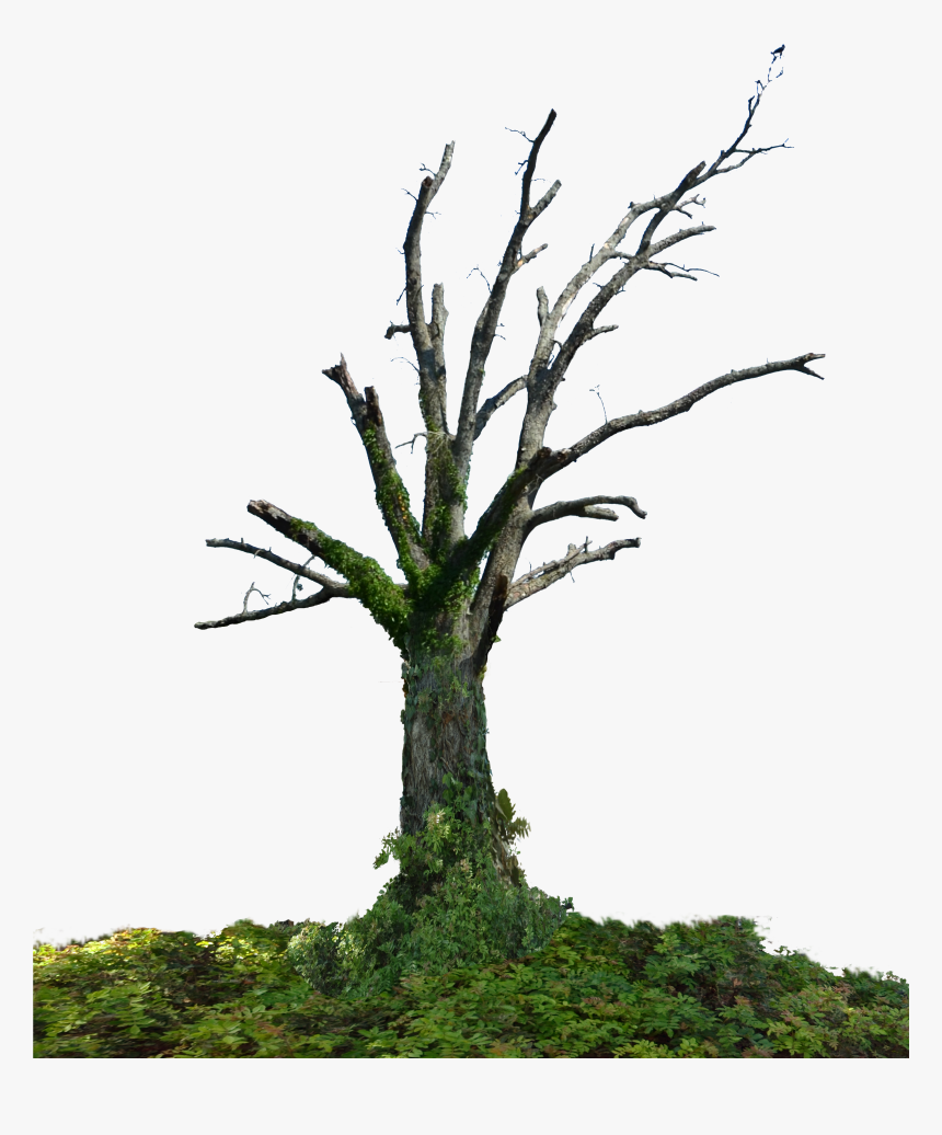 Transparent Pixel Tree Png - Dead Tree Png Hd, Png Download ...