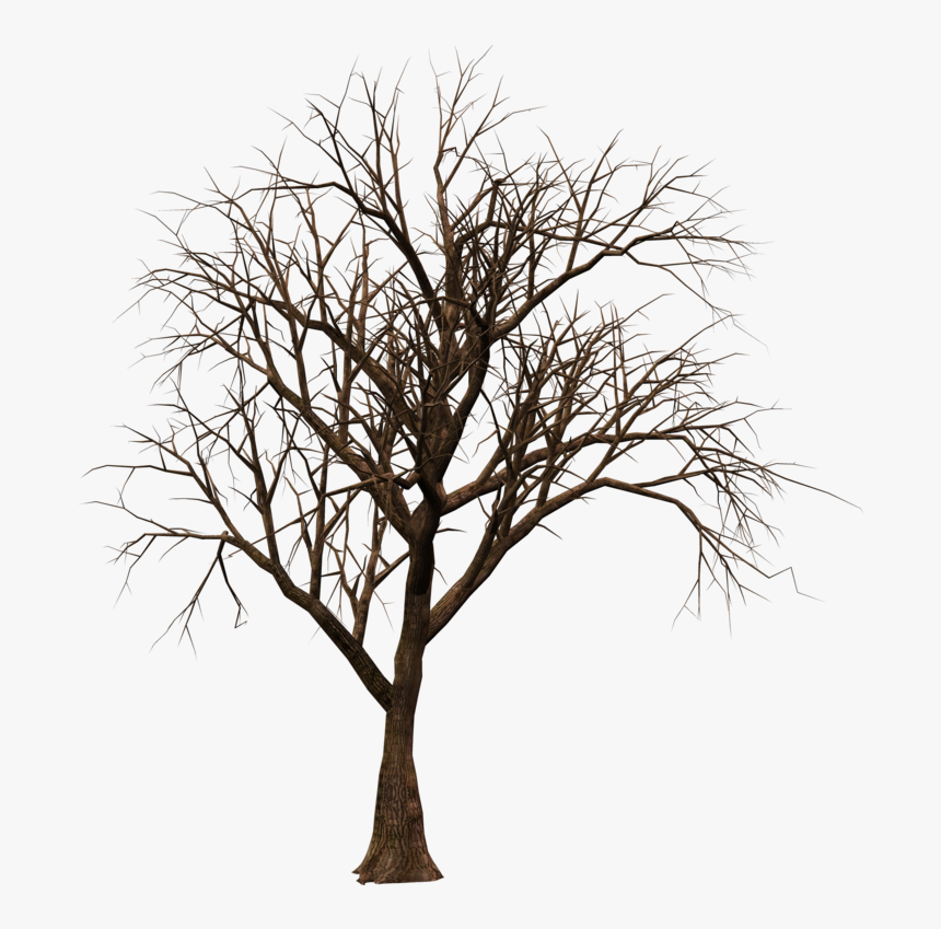 Transparent Forest Clipart Backgrounds - Real Dry Tree Png, Png ...