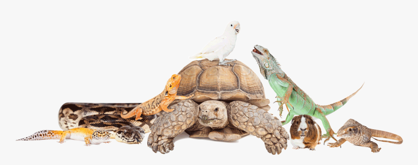 Group Of Exotic Pets, HD Png Download , Transparent Png Image - PNGitem