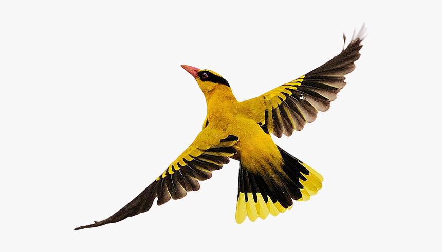 Birds Flying Png Download - Bird In Flight Png, Transparent Png ...