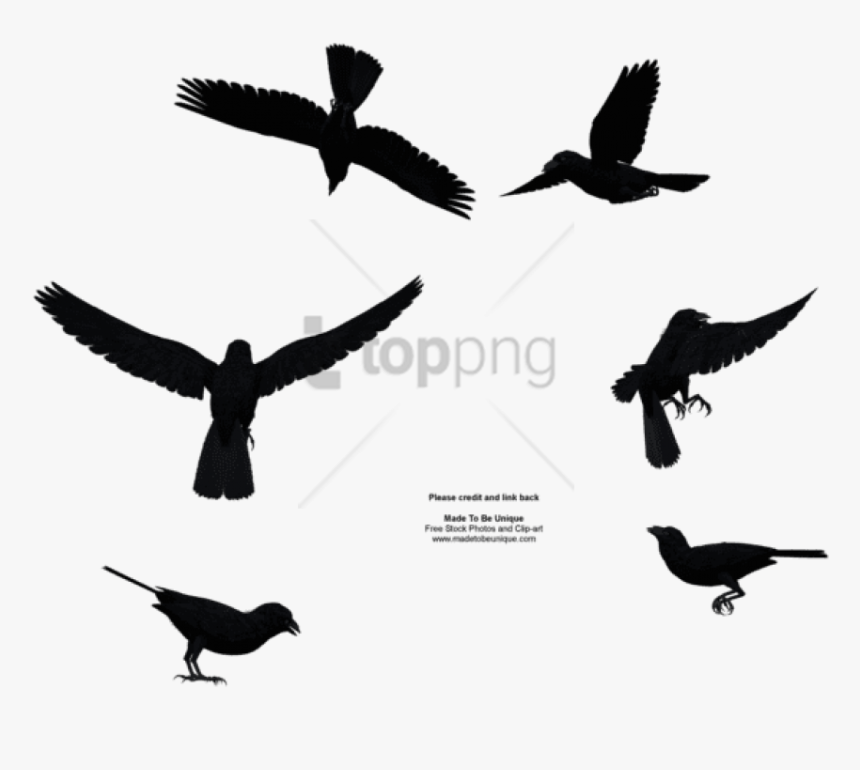 Free Png Download Bird Flying From Above Png Images - Bird Flying From ...