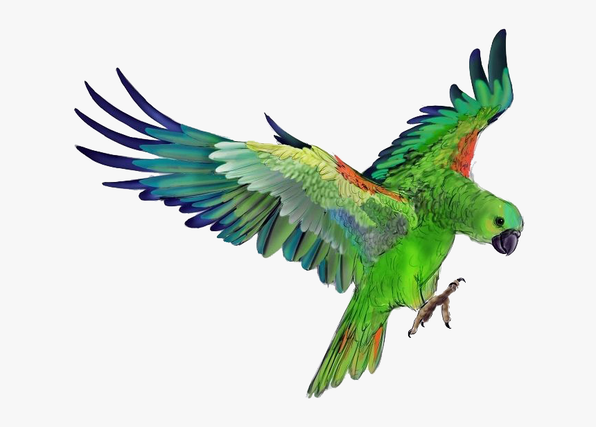 Parrot Png Photo Background - Green Parrot Flying Png, Transparent Png ...