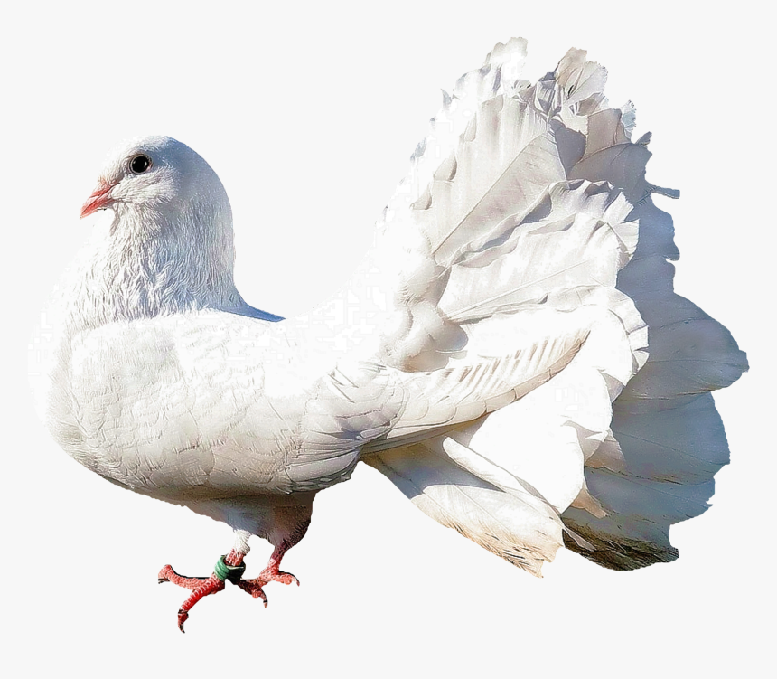 Dove Png Image - Transparent Background Dove Png, Png Download ...