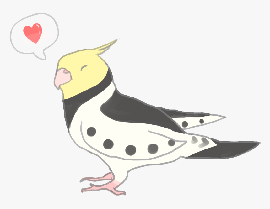 Parrot - Cockatiel, HD Png Download , Transparent Png Image - PNGitem
