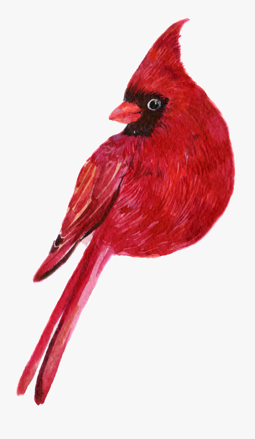 Hand Painted A Clever Parrot Png Transparent - Northern Cardinal, Png ...