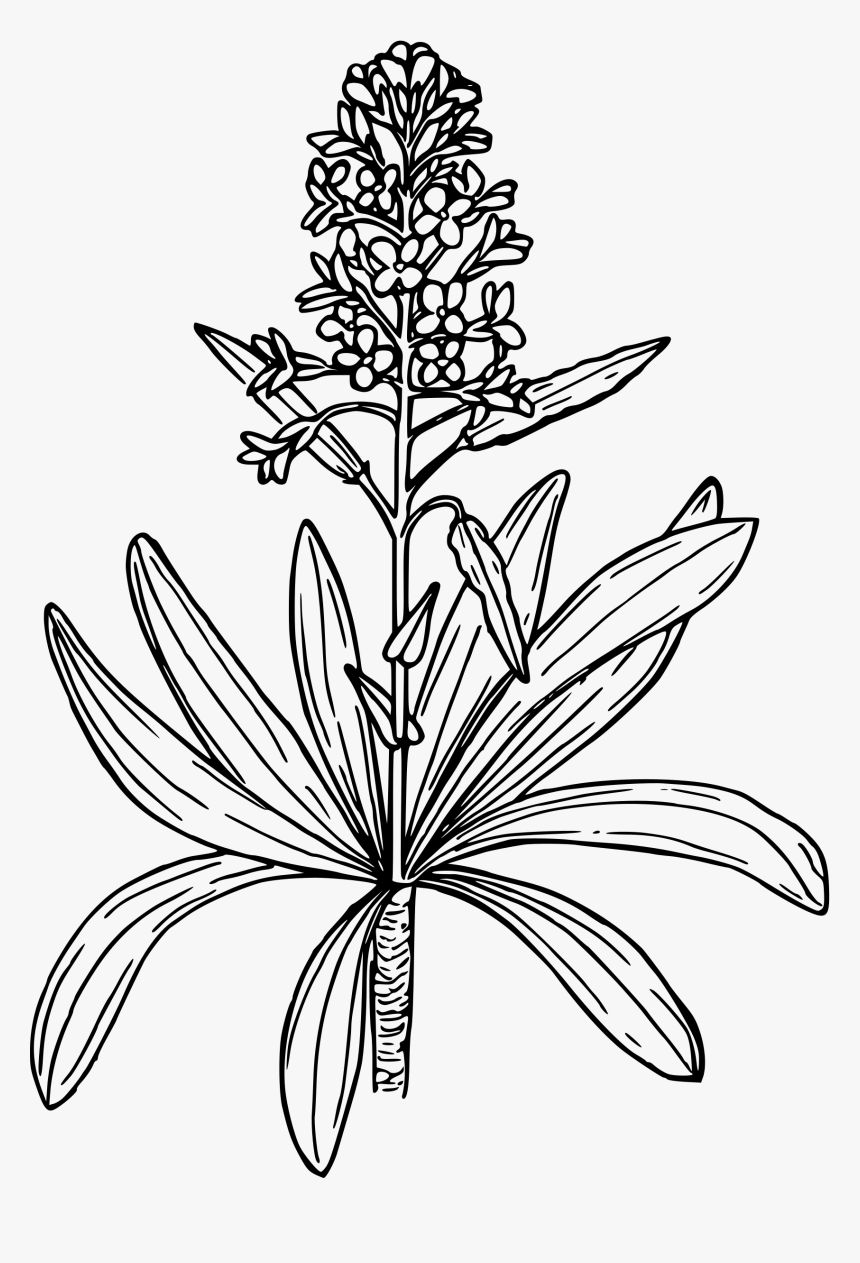 Mustard Plant Drawing