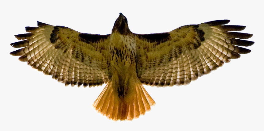 Hawk Hd Photos Clipart - Red Tailed Hawk Clipart, HD Png Download ...