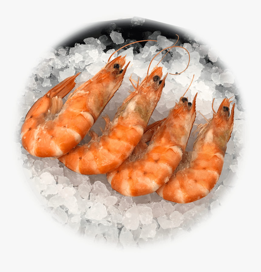 Botan Shrimp, HD Png Download , Transparent Png Image - PNGitem