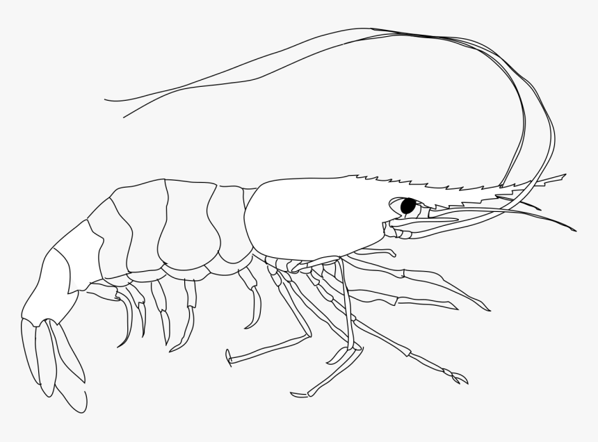 Outline Diagram Of Prawn, HD Png Download , Transparent Png Image - PNGitem