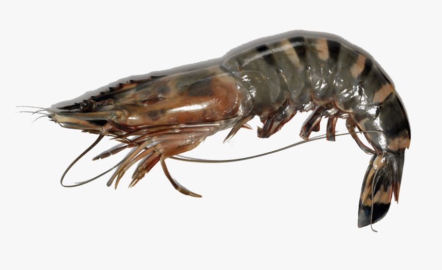 Giant Tiger Prawn Png, Transparent Png , Transparent Png Image - PNGitem