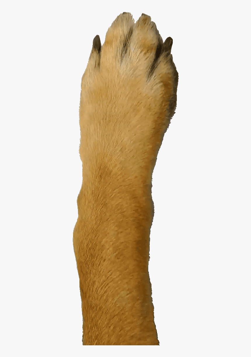 Dog Paw Google Phone - Paw, HD Png Download , Transparent Png Image ...