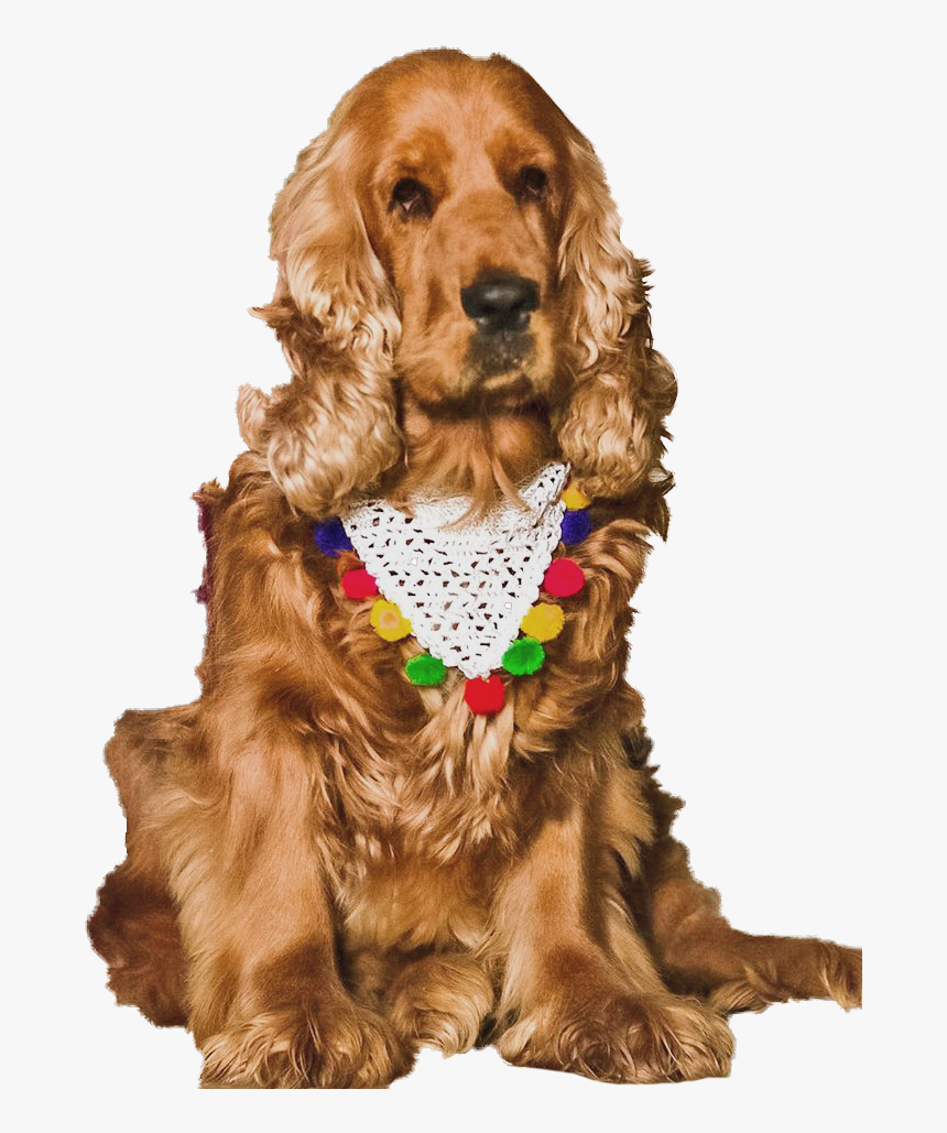 Cocker Spaniel, HD Png Download , Transparent Png Image - PNGitem