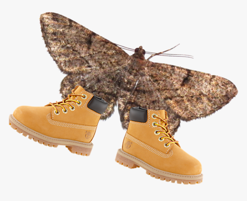 Transparent Moth Png, Png Download , Transparent Png Image - PNGitem