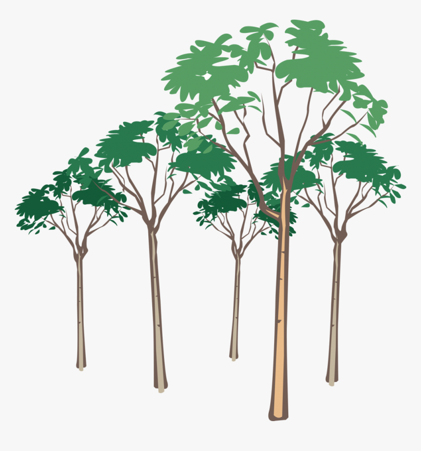 Tree Vector Png - Leron Leron Sinta Litrato, Transparent Png ...
