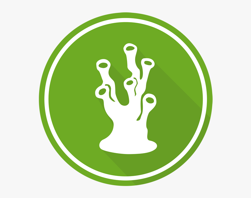 Coral Png Icon, Transparent Png , Transparent Png Image - PNGitem