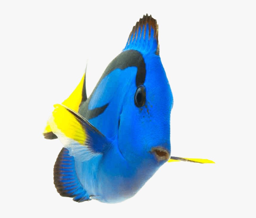 Coral Reef Fish Png , Png Download - Coral Reef Fish Png, Transparent ...