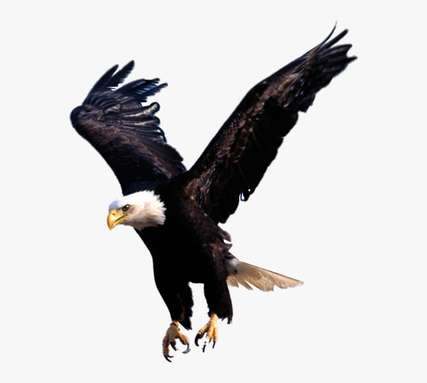 Eagle Wallpapers In Hd - Nigeria National Under-20 Football Team, HD ...