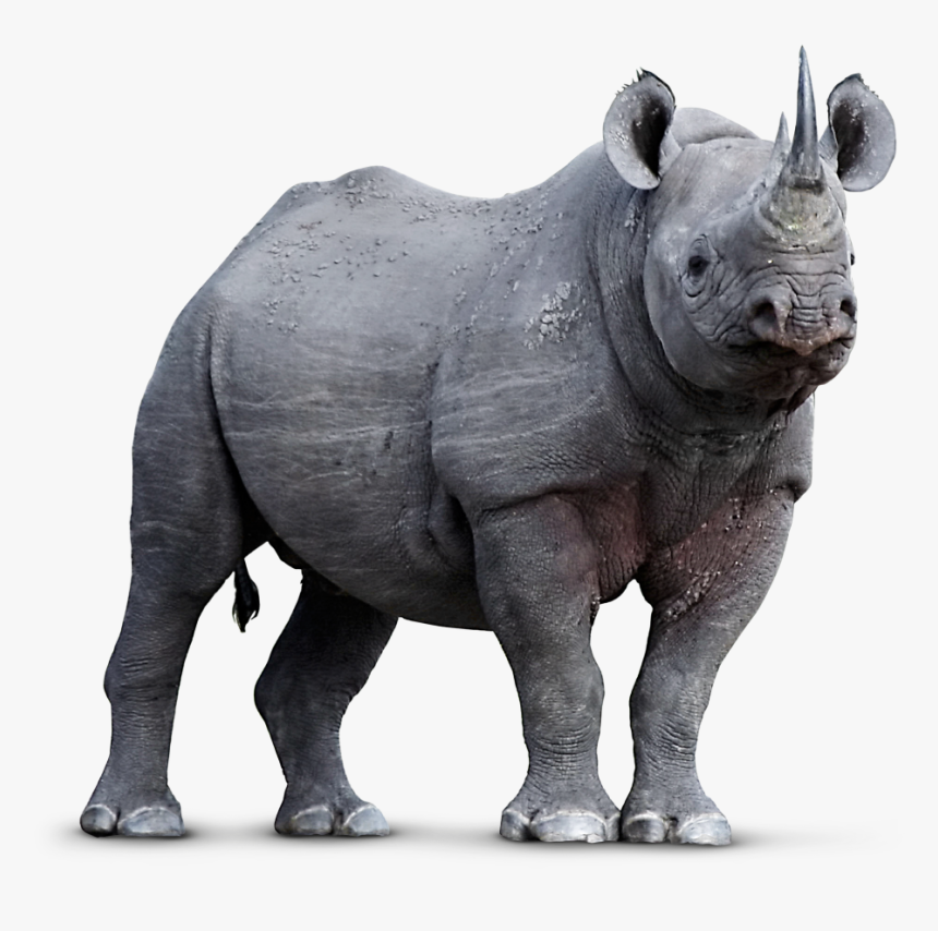 Endangered Animals In Png, Transparent Png , Transparent Png Image ...