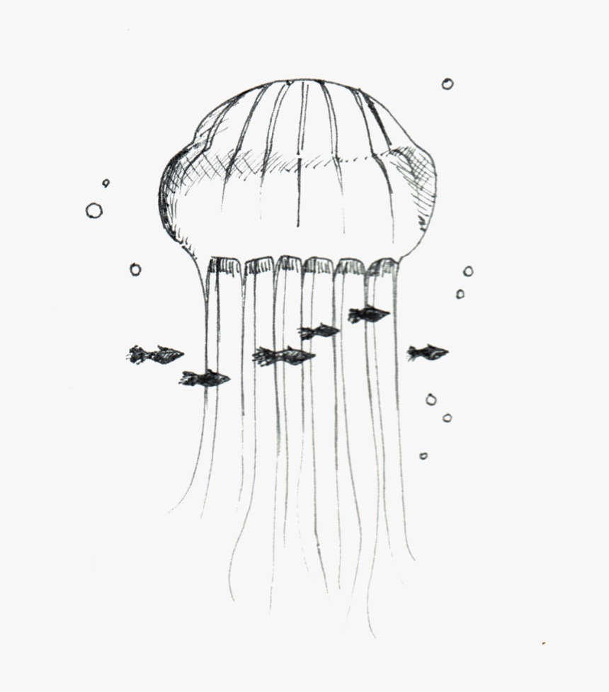 Realistic Jellyfish Drawing