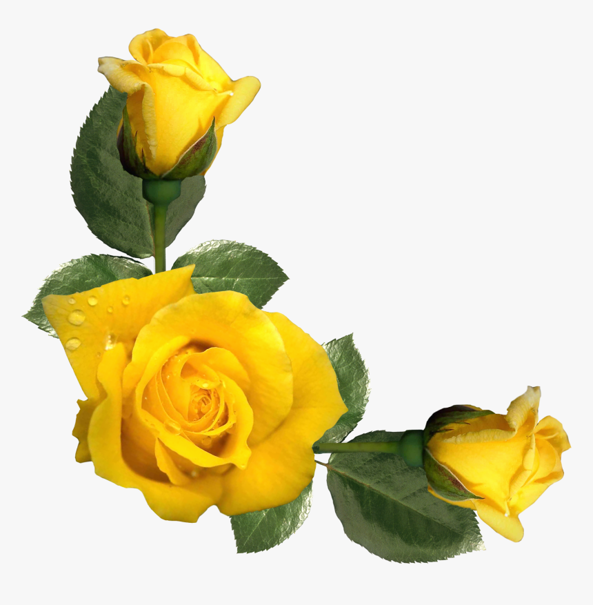 Yellow Rose Png