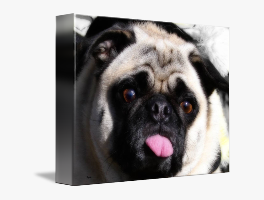 Transparent Pug Head Png - Pug, Png Download , Transparent Png Image ...