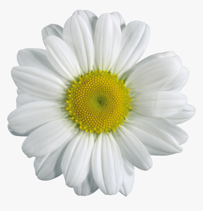 Single Flower Images Png, Transparent Png , Transparent Png Image - PNGitem