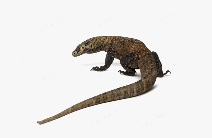 Komodo Dragon Png Photos - Komodo Dragon Top View, Transparent Png ...