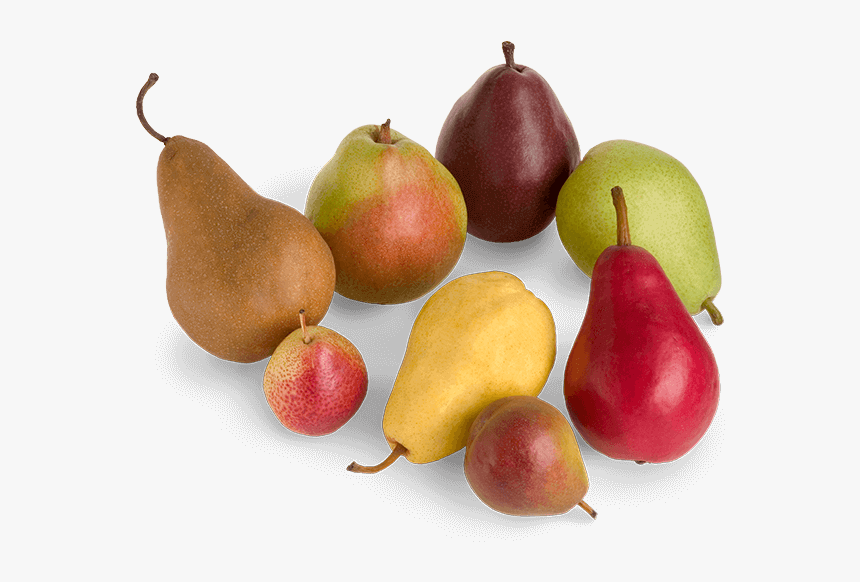 Types Of Pears Multiple Colors - Pear Varieties, HD Png Download ...