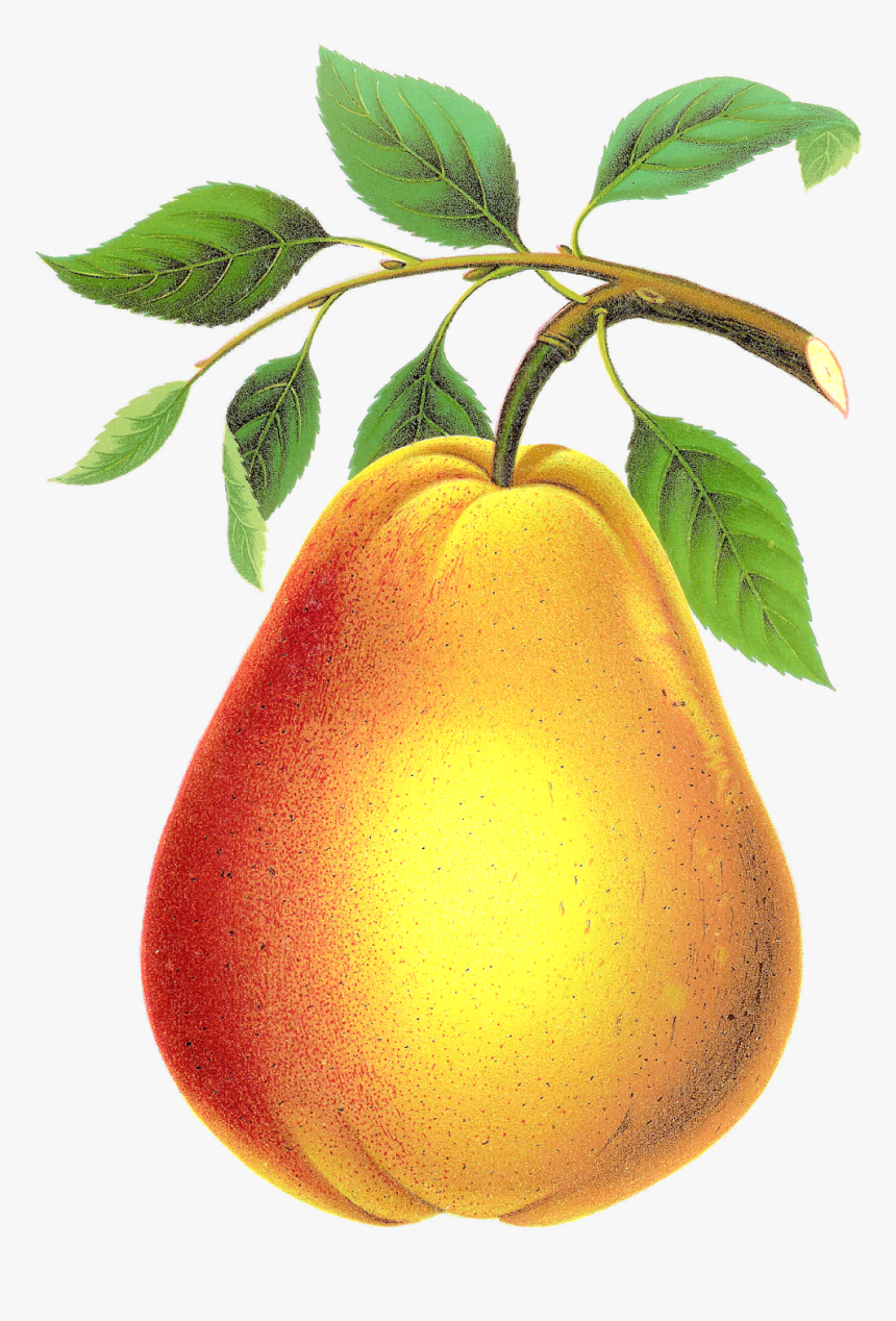 Transparent Pears Png - Pear Transparent, Png Download , Transparent ...
