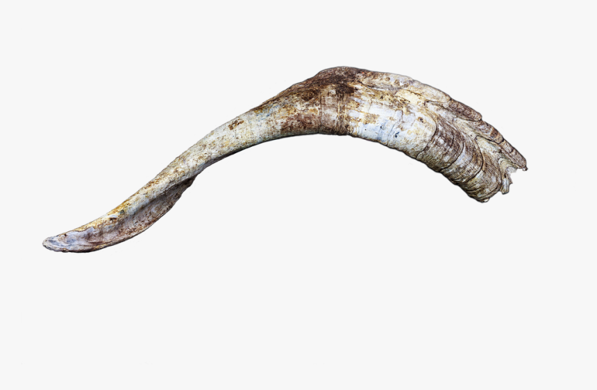 Horn, Horns, Bock, Goat, Billy Goat, Head, Isolated - Goat Horns Png ...