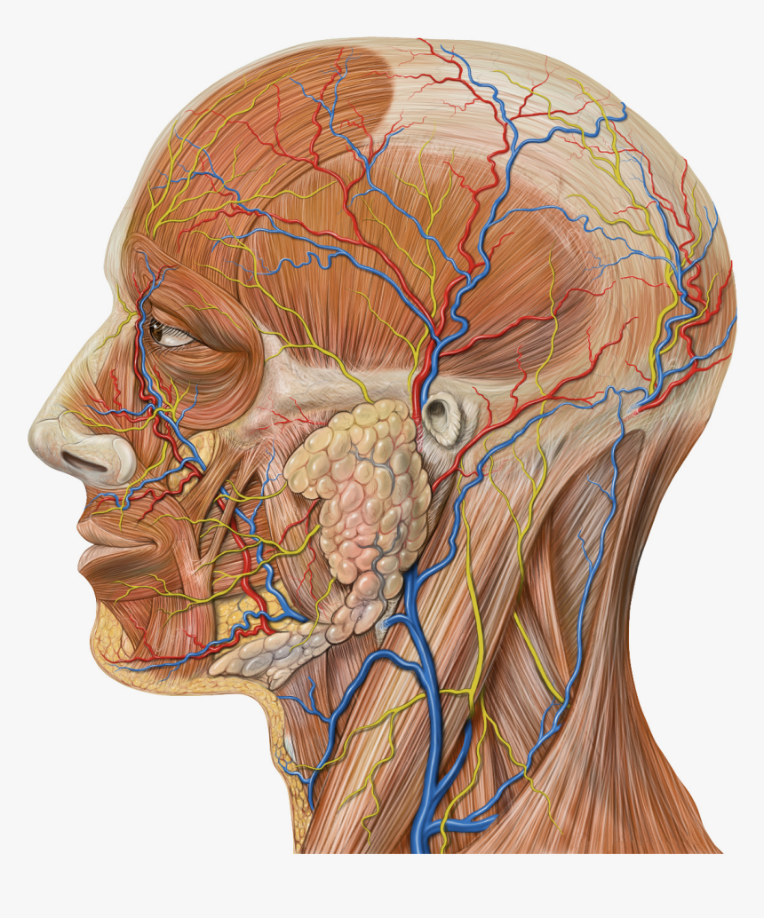 Lateral Head Anatomy Detail - Gross Anatomy Of Parotid Gland, HD Png ...