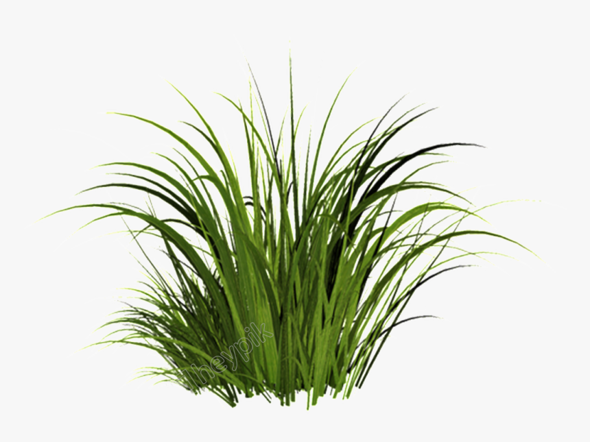 Sweet-grass - Transparent Grass Png, Png Download , Transparent Png ...