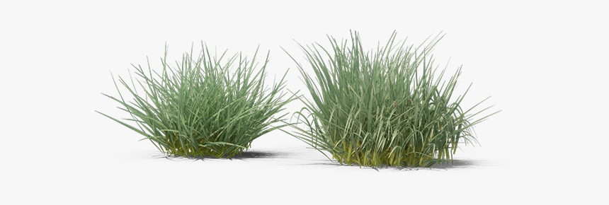 Sweet Grass, HD Png Download , Transparent Png Image - PNGitem