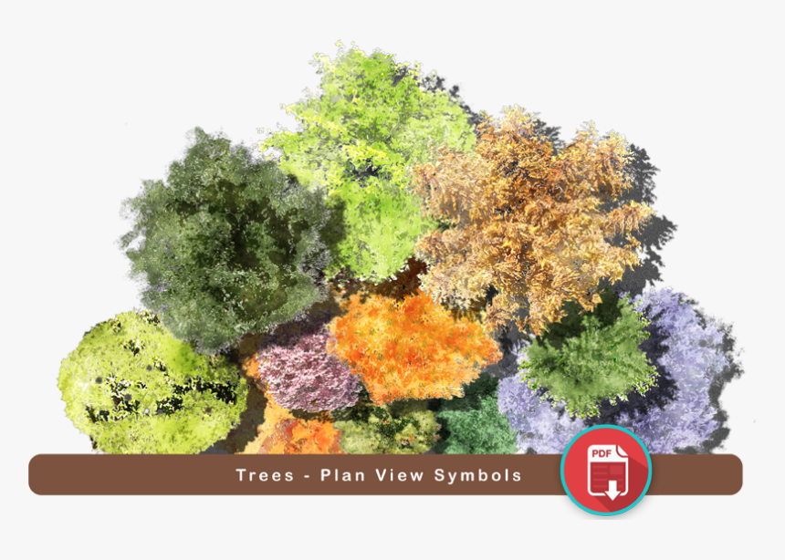 Picture - Plan Trees, HD Png Download , Transparent Png Image - PNGitem