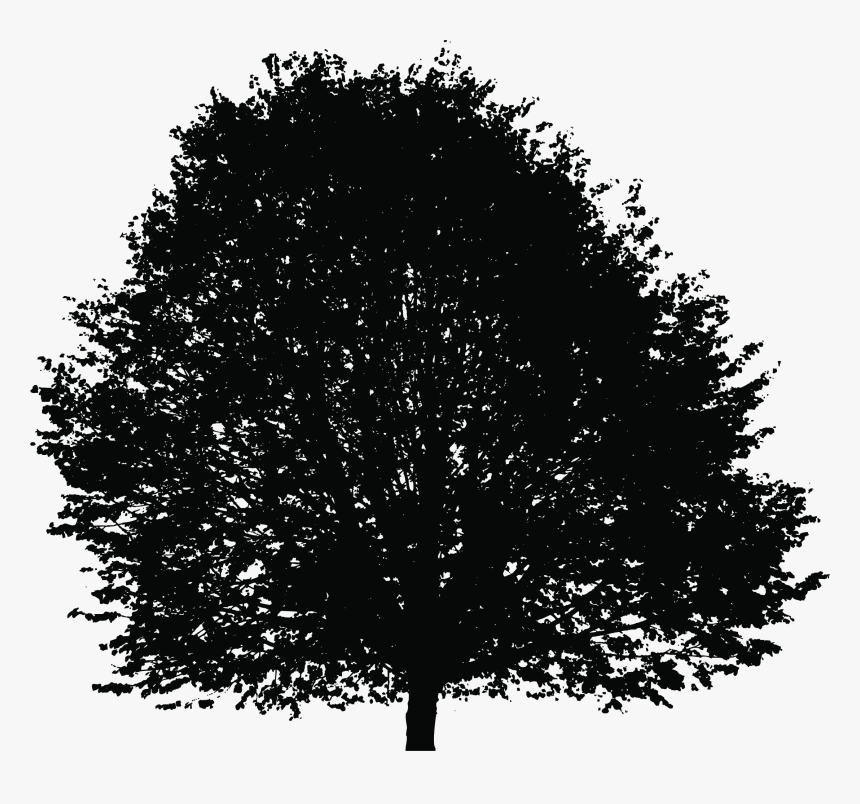 Calamansi Plant Clip Art