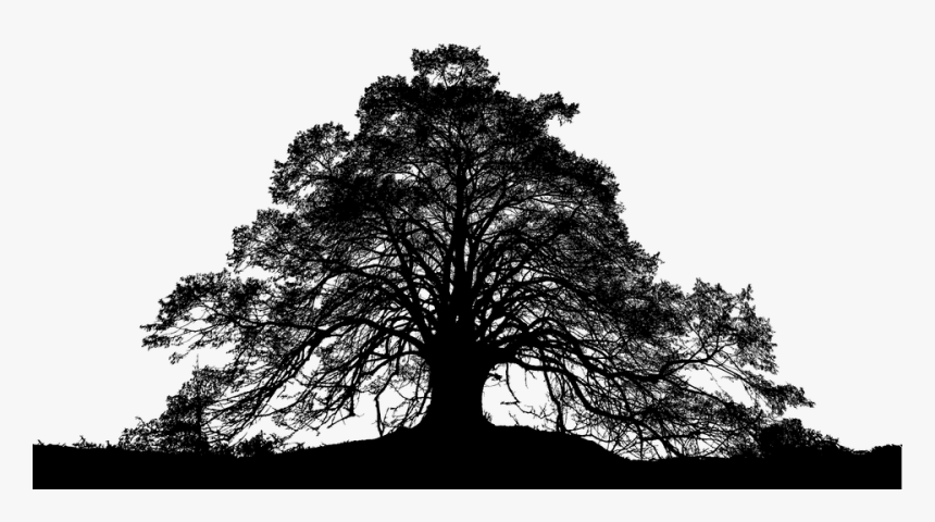 Forest, Trees, Silhouette, Tree, Landscape, Nature - Silhouette Forest ...