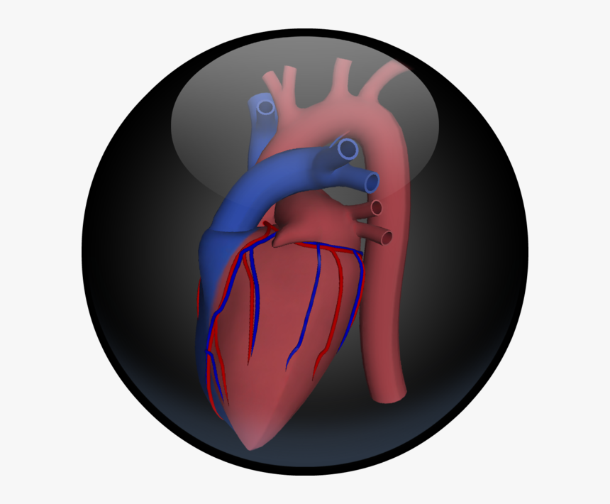 Transparent Human Heart Png - Illustration, Png Download , Transparent ...