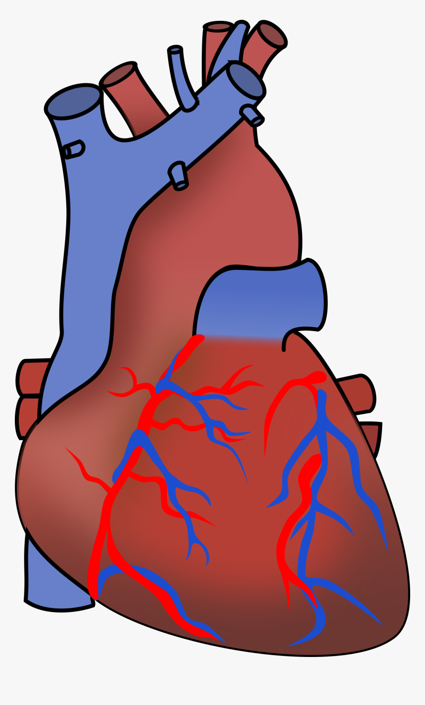 Human Heart Clip Arts - Human Heart Clipart, HD Png Download ...