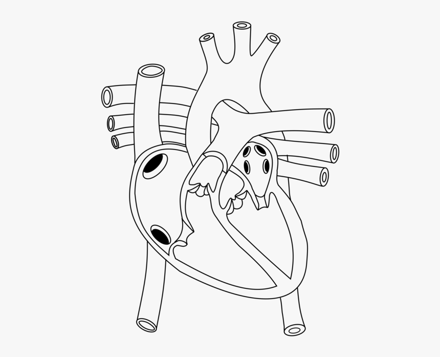 Blank Human Heart Diagram